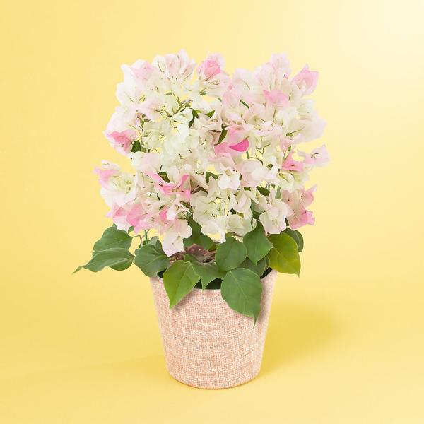 暑い夏を清々しい色合いで爽やかに演出ご自宅でリゾート気分を味わえるトロピカルフラワー強い日差しの中で、爽やかに咲き誇る夏の花「ブーゲンビリア」。その中でも、クリーム地に淡いピンクがかった色合いがふんわりとした印象で人気の高い「ブライダルピン...