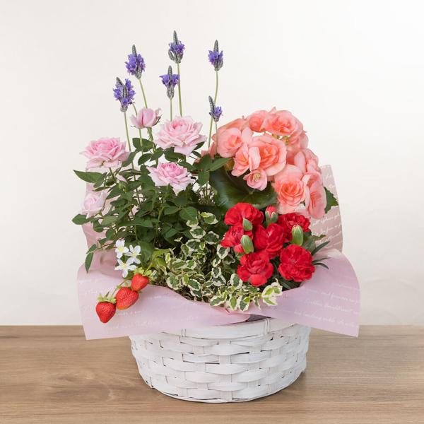 お母さんに届けたい！季節の花々のバスケット母の日の定番カーネーション、香りのよいラベンダー、人気のミニバラやベゴニアを合わせた寄せ鉢バスケット。母の日らしい赤とピンクの花々にラベンダーの紫を差し色にし、大人可愛いバスケットに仕上げました。同...