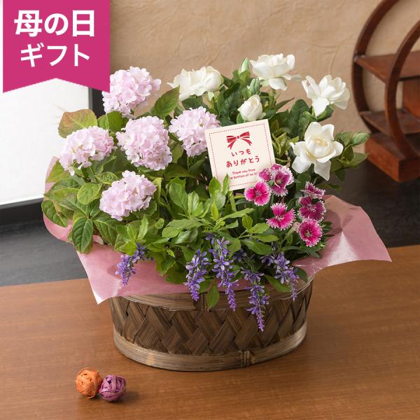 「和モダン」をテーマにした初夏の花々のバスケット初夏を代表する香りの花ガーデニア（くちなし）をメインに、女性的で繊細な印象の山アジサイ「伊予獅子てまり」、紫色のデュランタ、ナデシコを合わせた『和モダン』をテーマにした初夏の風情あふれる寄せ鉢...