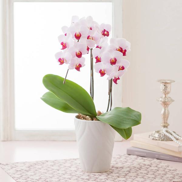 花言葉は「幸福の訪れ」、お母さんに優雅なひとときを胡蝶蘭の花言葉は「幸福の訪れ」。花言葉にお母さんの幸せを願って贈りましょう。 テーブルサイズの胡蝶蘭なので、ちょっとしたスペースでも気軽に飾ってお楽しみいただけるのも嬉しいですね。    胡...