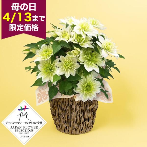 母の日人気のクレマチス『ツル性植物の女王』との異名を持つクレマチスは、見栄えの良さ、翌年以降も花を咲かせるため育てる楽しみがあること、その種類の豊富さなどからこの季節には欠かせない人気の植物です。フラワーセレクション2021-2022受賞優...