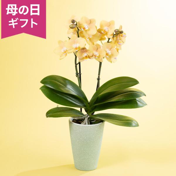 特別な日にふさわしい贈り物！幸せの黄色い胡蝶蘭  幸せの黄色い胡蝶蘭  胡蝶蘭「マロン」は、ほんのりくすんだ栗色やスモーキーイエローの花色が印象的な、上品で個性的なミディ胡蝶蘭です。 大輪ほど場所を取らず、コンパクトなサイズ感ながら、ひとき...