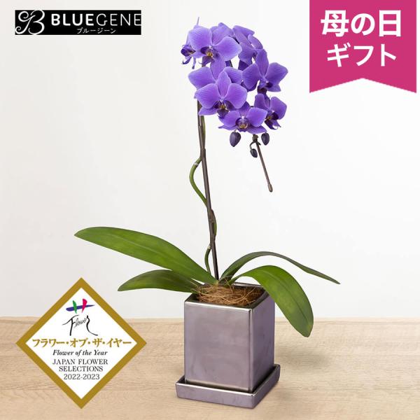 フラワー・オブ・ザ・イヤー2022受賞！世界初の特別な贈り物15年以上にわたる研究を重ね、誕生した世界で初めての天然青色をかなえた胡蝶蘭「BlueGene（R)」。唯一無二の価値と本物の品格、いつまでも色あせることなく記憶に残る感動を贈りま...