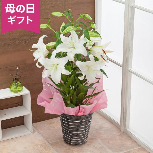 『美人』の代名詞でもあるオリエンタルリリーは母の日に人気の高い贈り物です。つぼみの状態でのお届けになりますので、つぼみから咲き始め、満開への変化をお楽しみいただけます。カサブランカの魅力カサブランカの最大の魅力は、花の美しさと香りの良さです...
