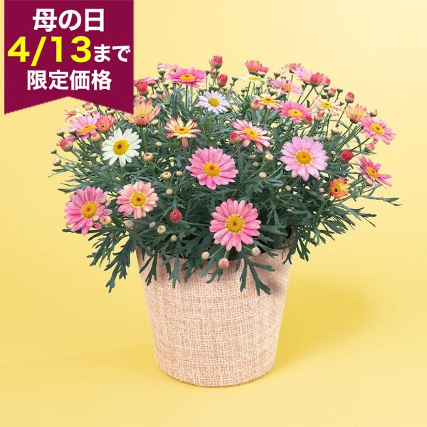 一株でいろいろな色を楽しめる珍しいマーガレット満開時は株いっぱいに花が咲き、まるでお花畑のようです。色とりどりの花がお母さんに驚きと毎日の楽しみをお届けします。ひとつの花が咲き進む中で色が変化していく色変わりの植物はたくさんありますが、苺ミ...