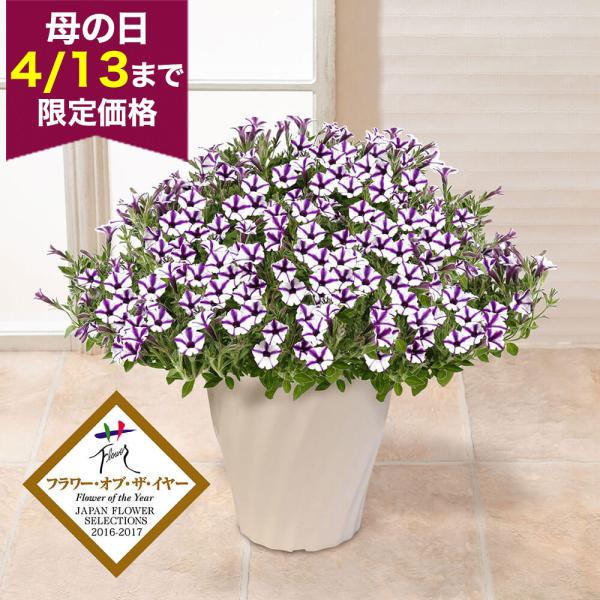 青紫と白の初夏から夏にぴったりのさわやかなバイカラーのペチュニアで、切り戻しをしなくても次々と花を咲かせます。暑い時期でも色があせることなく発色がキレイで、蒸れにも強く地植えにして楽しむこともできます。最優秀賞『フラワー・オブ・ザ・イヤー2...