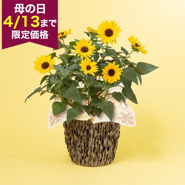 ガーデニング好きなお母さんへ！何輪さかせられるかな？！夏の青空に黄いヒマワリはよく映え、見ているだけでなんだか元気づけられますね。夏休み実家に帰省した際に、生長してたくさん花を咲かせているヒマワリで盛り上がること間違いなしです。育て甲斐のあ...