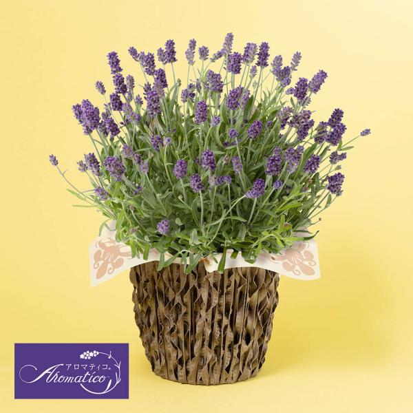 ふわっと広がる濃い香りに感動！生産者限定で栽培されている希少品種箱を開けた瞬間に漂う爽やかな香りにお母さんも驚かれるでしょう。「アロマティコ(R)」にはラベンダーの香り成分である「リナロール」が従来の品種よりも多く含まれており、その濃香で芳...