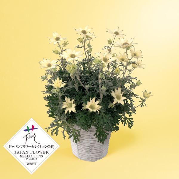 淡いクリーム色の花の滑らかな手触りにほっこり癒されるフランネルフラワーは、花や葉、茎に細かい毛がびっしりと生えており、柔らかくふわふわとした手触りで、まるで毛織物のフランネルを触った感触に似ていることから名前が付きました。花びらが重なる星型...