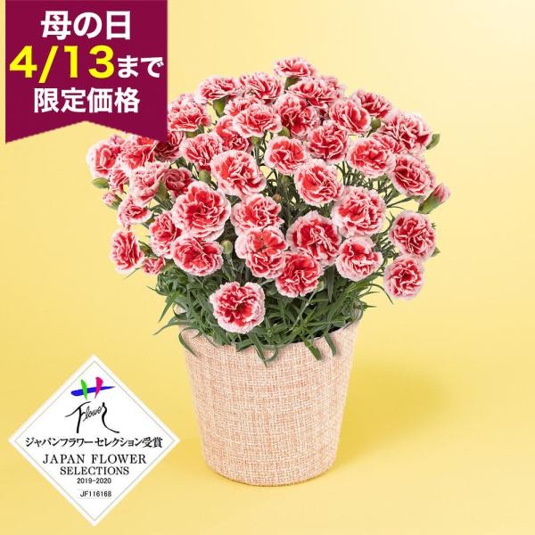 いちごのように鮮やかな赤の花びらにホイップクリームのような白の縁取りが入り、可愛らしさと華やかさを合わせ持つその名も「いちごホイップ」。お手入れのポイント・お届け後2〜3日室内で楽しんだら、戸外に出しましょう。・日当たりと風通しがよく、雨の...