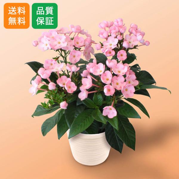 まるで真珠のような丸いつぼみから、桜のような淡いピンク色の花を咲かせる、その名も「におい桜」。上品で優しさあふれる甘い香りを放ちます。つぼみ〜咲き始めの状態でお届けします。変化する花の様子も魅力のひとつなので、日々の変化をお楽しみください。...