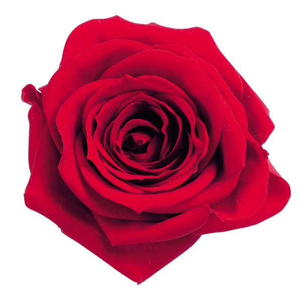 【ご購入後の当店からの連絡はご登録のメールアドレスに通知いたします。必ずご確認ください】