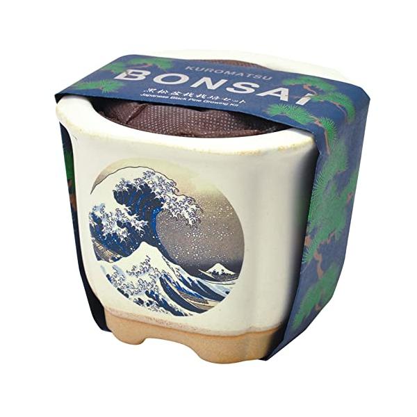 【ご購入後の当店からの連絡はご登録のメールアドレスに通知いたします。必ずご確認ください】【商品概要】商品サイズ:約8.5×8.5×7.5cmセット内容:鉢(陶器),土,種,説明書×各１北斎モチーフの盆栽鉢で育てる黒松の栽培セット【黒松】荒々...