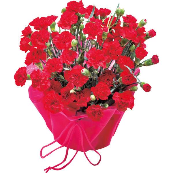 赤いカーネーションです。お母さんのそばで花を咲かせながら、感謝の気持ちをそっと伝えます。千葉長谷川農園生産。■商品内容●カーネーション(5号鉢)●お手入れのしおり付●お花は赤系統・ピンク系統でのお届けとなります。■商品サイズ●現品約20×2...
