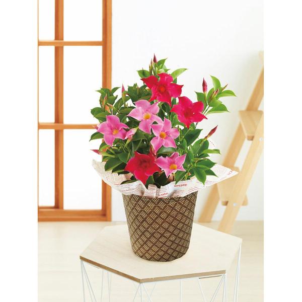 2色植えのマンデビラをカゴにセットしました。暑さに強く、赤色と桃色の花が次々と開花します。花付き、株立ちがよく、初心者の方でも親しみやすいタイプです。■商品内容●マンデビラ(5号鉢)、バスケット●お手入れのしおり付■商品サイズ●現品約20×...