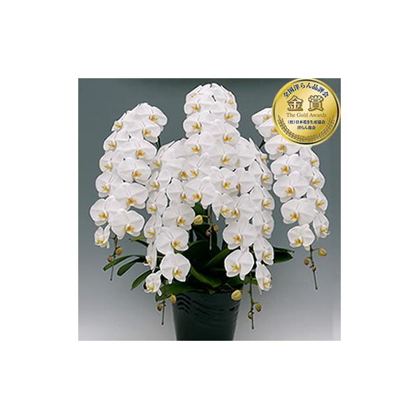 --全国洋らん品評会 金賞受賞--○送料無料エリア　北東北(青森、岩手、秋田)　南東北(宮城、山形、福島)　信越(新潟、長野)　北陸(富山、石川、福井)　関東(茨城、栃木、群馬、埼玉、千葉、東京、神奈川、山梨)　東海(岐阜、静岡、愛知、三重...