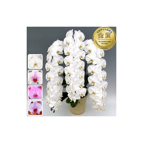 --全国洋らん品評会 金賞受賞--○送料無料エリア　北東北(青森、岩手、秋田)　南東北(宮城、山形、福島)　信越(新潟、長野)　北陸(富山、石川、福井)　関東(茨城、栃木、群馬、埼玉、千葉、東京、神奈川、山梨)　東海(岐阜、静岡、愛知、三重...