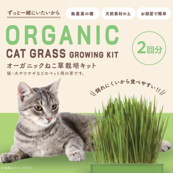 ●栄養豊富な小麦の種セットの種は「小麦」日本でねこ草といえば大麦が主流ですが、欧米で人気の小麦を使用。小麦の若葉は栄養豊富。 小麦若葉を低温圧縮したジュースは「ウィートグラス・ジュース」と呼ばれ、海外セレブやモデルが美容のために愛飲するほど...