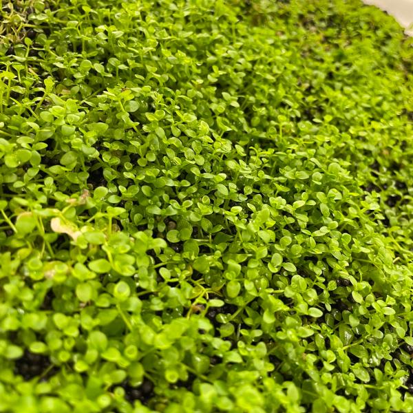 販売単位1カップ分（内径6cm）自然あふれる房総の水草ファームで育てた国産品です。シュリンプに害がないことを確認済み。安心で優しい水草をお送りします。「ニューラージパールグラス」■光量：中■水質：弱酸性〜弱アルカリ性　中硬水　20〜28℃と...