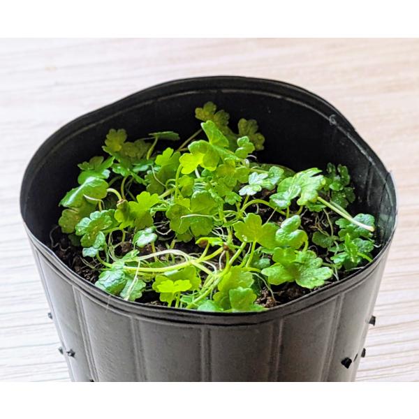 ■１パック量…10本■サイズ…葉のサイズ約１ｃｍ■育成環境・水質…弱酸性〜中性・水温…20〜28℃・光量…中〜高・床材…ソイルなど■別名称…ヒドロコティレ・ミニオーストラリアンノチドメと比べ、数ミリ葉っぱが小型の水草です。クローバー様の葉が...