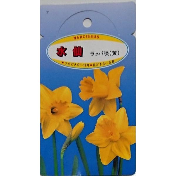 【発売日：2025年11月27日】国産で優良な4種類の水仙15球が税込み￥１６３０、送料は全国一律\６００でお届けいたします。種類は黄ラッパ水仙（キングアルフレッド）、白ラッパ水仙（マウントフッド）、黄色地にオレンジカップ（ガーデンジャイア...