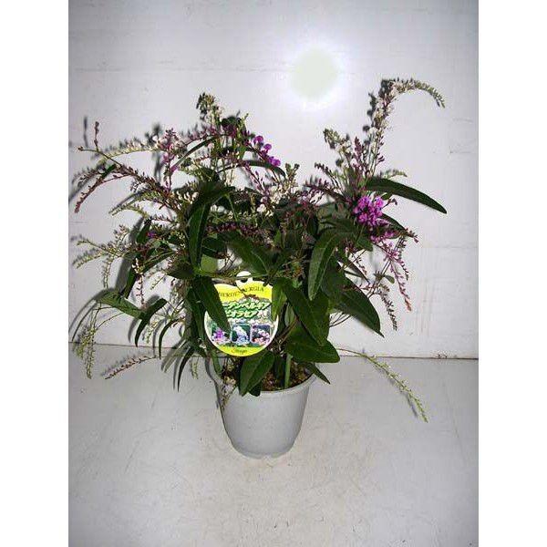 【発売日：2026年01月12日】藤のように咲き、育てやすいお花！毎年２月から４月頃まで、紫色と白色か薄ピンク色の２色が咲き、その色合いが美しいお花です。税込￥１７９８、期間限定、お早めにサイズ　Ｈ：約４８ｃｍ　Ｈ：約５６ｃｍ　５号鉢　＊画...