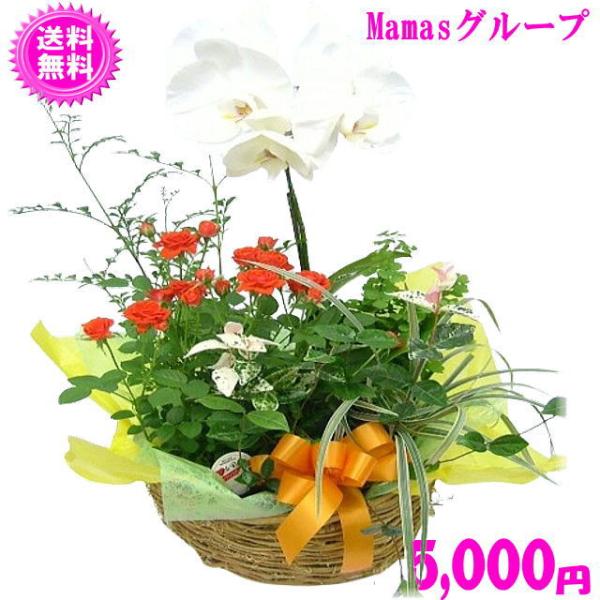 母の日 フラワー 胡蝶蘭 花鉢 ギフト 送料無料 mom2026