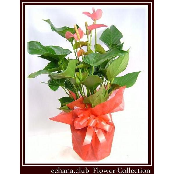 敬老の日 花 ギフト プレゼント女性 送料無料 アレンジメント 母 お祝い 長持ち花鉢