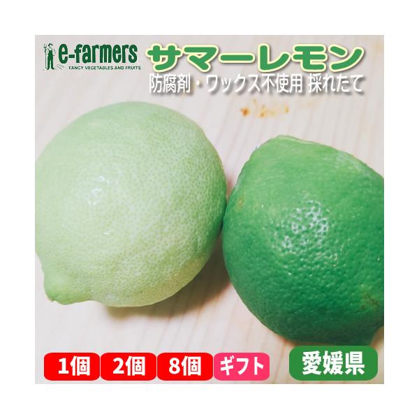 夏の太陽を浴びて育った、希少な国産「サマーレモン」。温暖な気候と心地よい潮風に恵まれた愛媛県・いわぎ島より届く、夏にしか味わえない特別な逸品です。  一般的に国産レモンが出回らない夏時期に収穫されるサマーレモンは、夏の暑さを吹き飛ばすような...