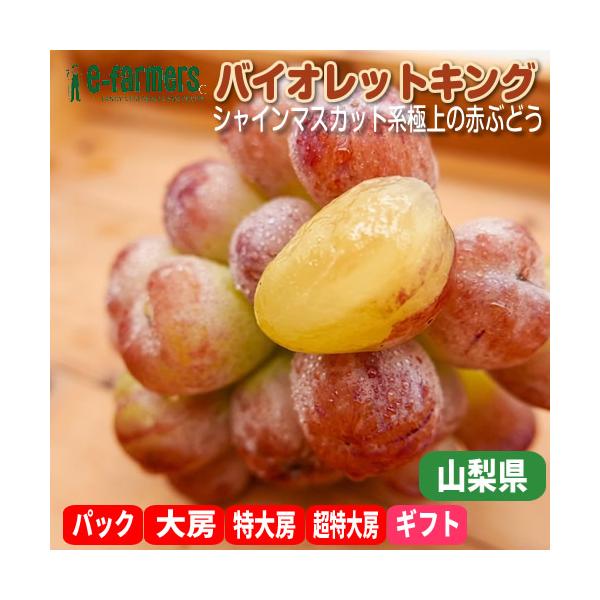 大人気の「シャインマスカット」と「ウィンク」から誕生した、知る人ぞ知る極上の赤ぶどう「バイオレットキング」。最大の特徴は、見る者を圧倒するその極大粒の果実です。鮮やかな赤紫色の粒はずっしりと重く、まさに“キング”の名にふさわしい風格を漂わせ...