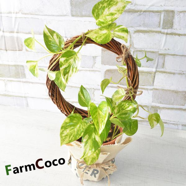 ■商品説明：ご自宅用にはもちろんですが、新築祝いや引っ越し祝いなどに贈られる商品で人気があります。どこにおいてもスタイリッシュなインテリアグリーンです■商品名：ポトス ※植物になりますので、葉の傷等がある場合がありますのでご了承ください■サ...