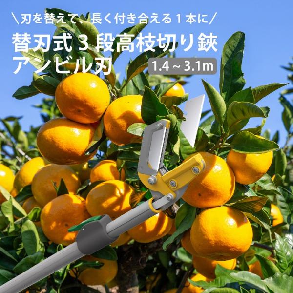 商品名　　　　替刃3段式高枝切り鋏アンビル刃サイズ　　　　W66×D46×H1400mm重　量　　　　約1100g切断径      　　約12mm伸縮機能　　　1.4m〜3.1m 18段伸縮材　質　　　　ポール部：アルミパイプ　　　　　　　...