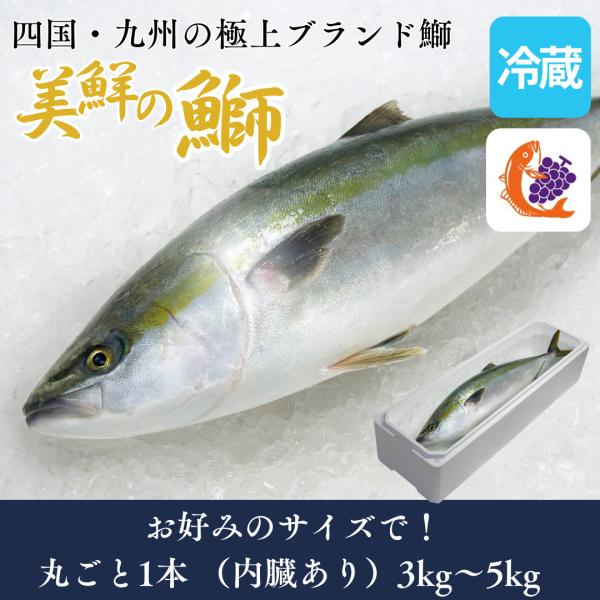 名称：鰤(ぶり)  丸ごと1本（ラウンド）（養殖）内容量：時期に応じて約3.0kg〜5.0kg × 1本※生き物であるため、内容量には若干の誤差が生じます。産地名：（愛媛・香川・徳島・鹿児島など）その時期に最も品質の安定した産地を選定してい...