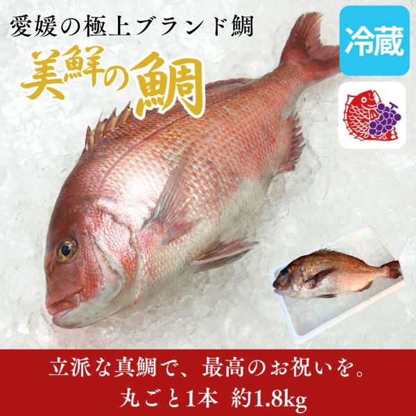 名称：鯛(たい)  丸ごと1本（ラウンド）（養殖）内容量：約1.8kg×1本※内容量は若干の誤差がございますこと何卒ご了承ください。 産地名：愛媛保存方法：要冷蔵（4℃以下で保存）消費期限：別途商品ラベルに記載。※商品到着後はなるべくお早め...