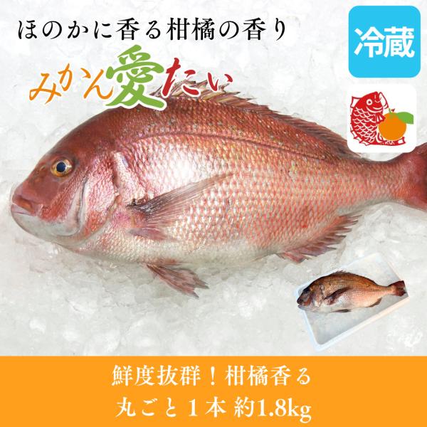 名称：鯛(たい)  丸ごと1本（ラウンド）（養殖）内容量：約1.8kg × 1本※生き物のため、内容量には若干の誤差が生じる場合がございます。産地名：愛媛保管方法：要冷蔵（4℃以下で保管）消費期限：別途商品ラベルに記載。※生ものですので、商...