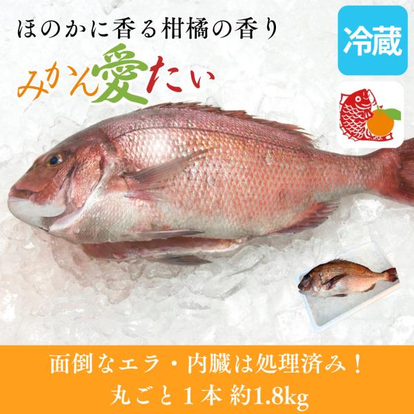 名称：真鯛1本 エラ・内臓除去済み セミドレス（養殖）内容量：約1.8kgサイズ／エラ・内臓除去後 約1.2kg × 1本※生き物のため、内容量は若干の誤差がございますこと何卒ご了承ください。 産地名：愛媛保管方法：要冷蔵（4℃以下で保存）...