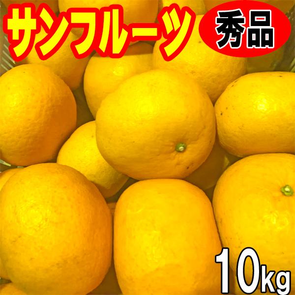 【発売日：2026年03月08日】愛媛のサンフルーツ（新甘夏）です。愛媛産のなかでも産地は西宇和になります。西宇和地区は八幡浜、真穴、三崎、瀬戸、伊方、保内、三瓶、等で構成された地区であり、日の丸みかん、真穴みかん　川上みかん　などが有名で...