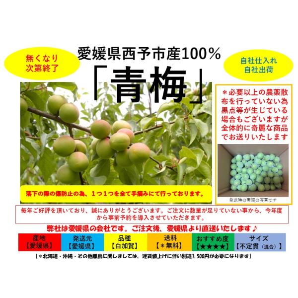 【発売日：2026年05月15日】愛媛県西予市という山間地域で育まれた、青梅10kgとなります。弊社は自社収穫・自社検品・自社発送でお客様のお手元にお届けいたしております。選別後の発送にはなりますが、黒点等が生じる場合がありますのでご了承く...