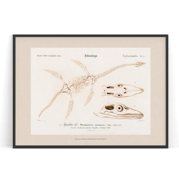 プレシオサウルス（Plesiosaurus）は首長竜の属。シャルル・アンリ・デサリーヌ・ドルビニーに19世紀に描かれたイラストです。ビンテージのスキャンデータを弊社で独自に画像をデジタル処理にてキレイにしたものをご注文頂いてから印刷してお届...