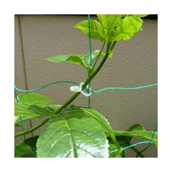 ※併売のため、在庫切れの際はご了承ください。発送委託により倉庫業者がお届けする場合がございます※つる、茎の誘引が手軽にでき、植物を絞め付けずにキープできる、ワンタッチクリップです。ネットにひっかけて、ひねって閉じるだけ。緑のカーテンや、家庭...