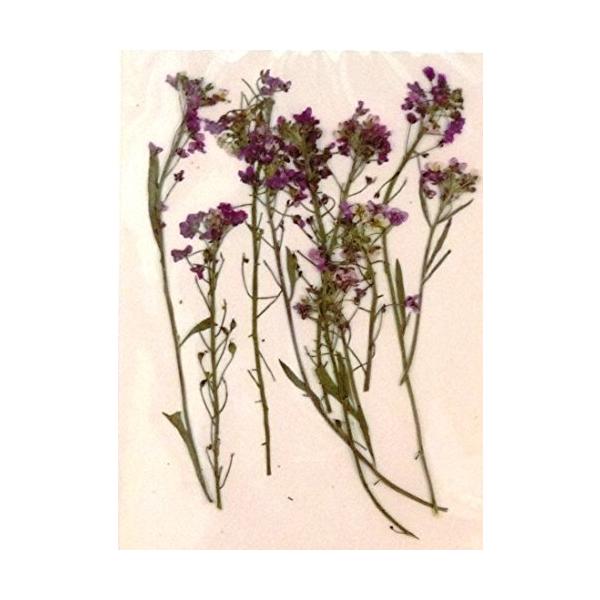 ※併売のため、在庫切れの際はご了承ください。発送委託により倉庫業者がお届けする場合がございます※フクサン 押し花パック アリッサム 紫 FUK-1015