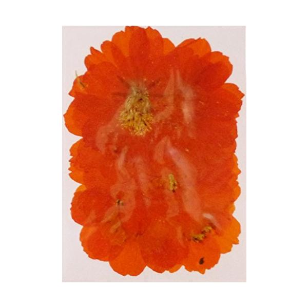 ※併売のため、在庫切れの際はご了承ください。発送委託により倉庫業者がお届けする場合がございます※フクサン 押し花パック コスモス 橙 FUK-1027