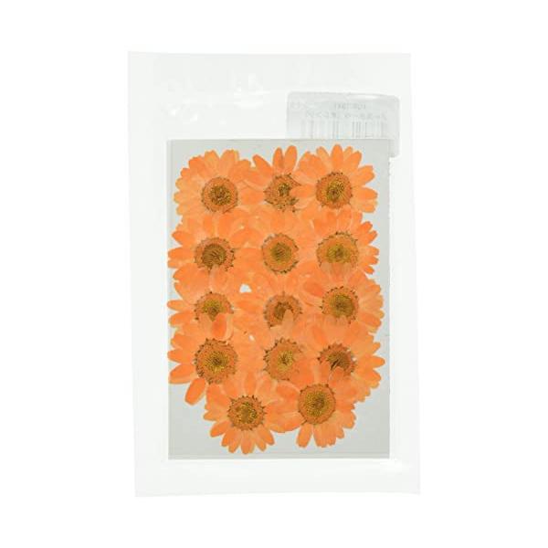 ※併売のため、在庫切れの際はご了承ください。発送委託により倉庫業者がお届けする場合がございます※フクサン 押し花パック ノースポール オレンジ FUK-1041