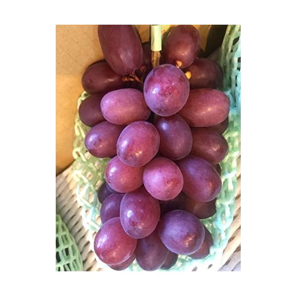 ※メーカー都合によりパッケージ等の外装面で異なる場合がございますので、あらかじめご了承くださいませ(免責) 画像は見本(イメージ)です。画像内に写った期限は撮影時のものであり、お届けする商品は期限内となります。詳細な期限については直接お問合...