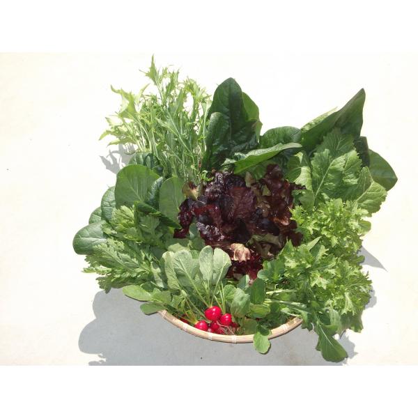 ※メーカー都合によりパッケージ等の外装面で異なる場合がございますので、あらかじめご了承くださいませ(免責) 画像は見本(イメージ)です。画像内に写った期限は撮影時のものであり、お届けする商品は期限内となります。詳細な期限については直接お問合...