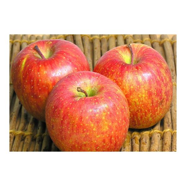 ※メーカー都合によりパッケージ等の外装面で異なる場合がございますので、あらかじめご了承くださいませ(免責) 画像は見本(イメージ)です。画像内に写った期限は撮影時のものであり、お届けする商品は期限内となります。詳細な期限については直接お問合...