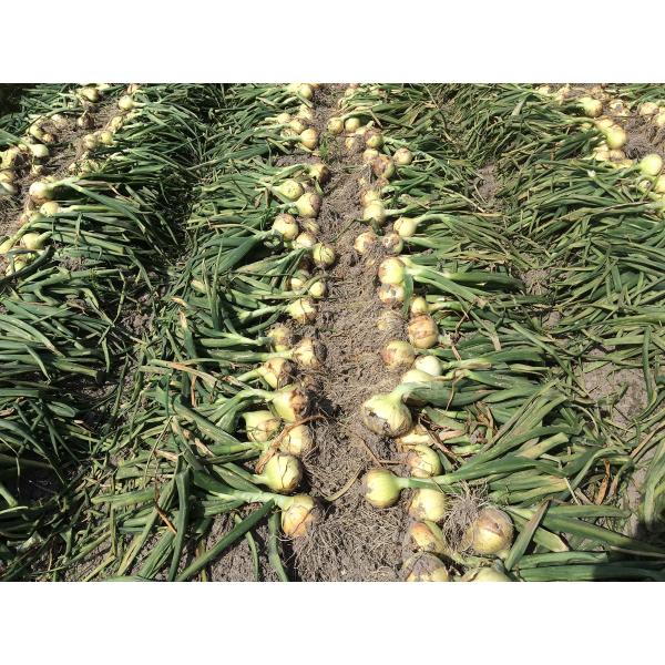 ※メーカー都合によりパッケージ等の外装面で異なる場合がございますので、あらかじめご了承くださいませ(免責) 画像は見本(イメージ)です。画像内に写った期限は撮影時のものであり、お届けする商品は期限内となります。詳細な期限については直接お問合...