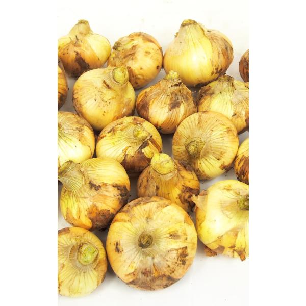 ※メーカー都合によりパッケージ等の外装面で異なる場合がございますので、あらかじめご了承くださいませ(免責) 画像は見本(イメージ)です。画像内に写った期限は撮影時のものであり、お届けする商品は期限内となります。詳細な期限については直接お問合...