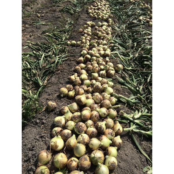 ※メーカー都合によりパッケージ等の外装面で異なる場合がございますので、あらかじめご了承くださいませ(免責) 画像は見本(イメージ)です。画像内に写った期限は撮影時のものであり、お届けする商品は期限内となります。詳細な期限については直接お問合...