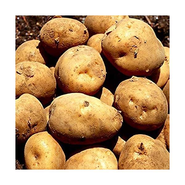 ※メーカー都合によりパッケージ等の外装面で異なる場合がございますので、あらかじめご了承くださいませ(免責) 画像は見本(イメージ)です。画像内に写った期限は撮影時のものであり、お届けする商品は期限内となります。詳細な期限については直接お問合...